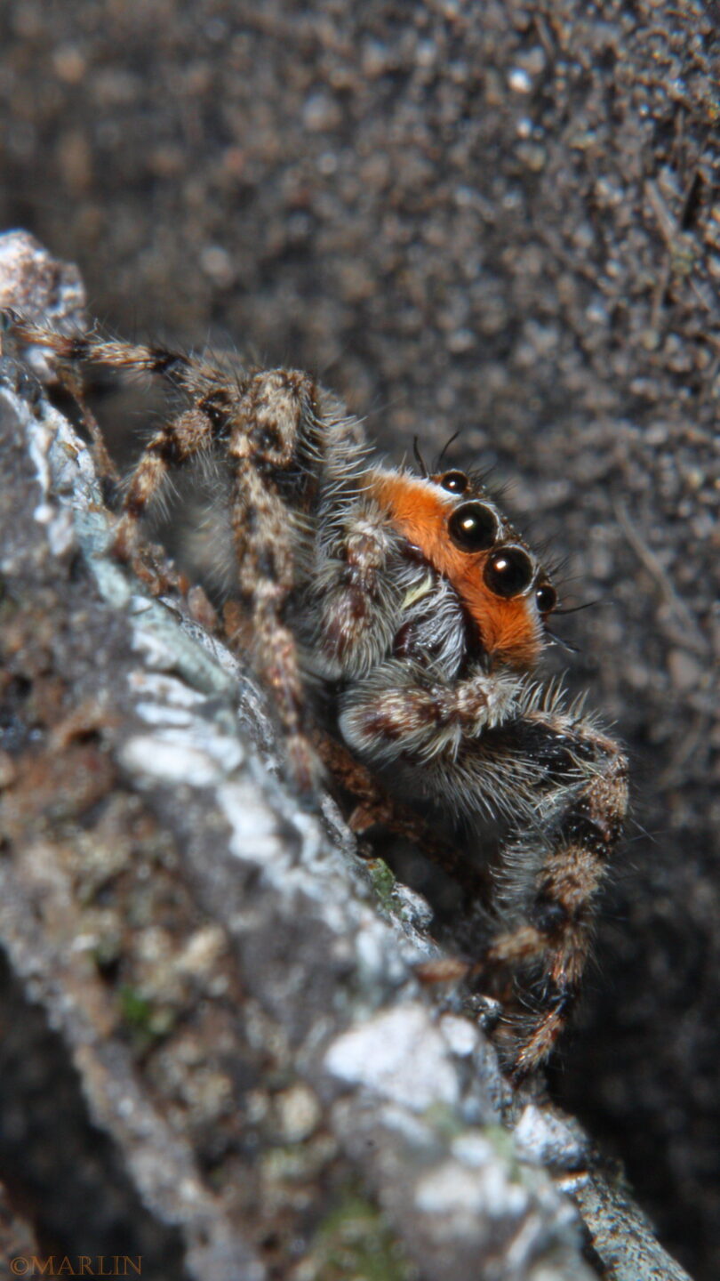 Family Salticidae - Jumping Spiders - North American Insects & spiders