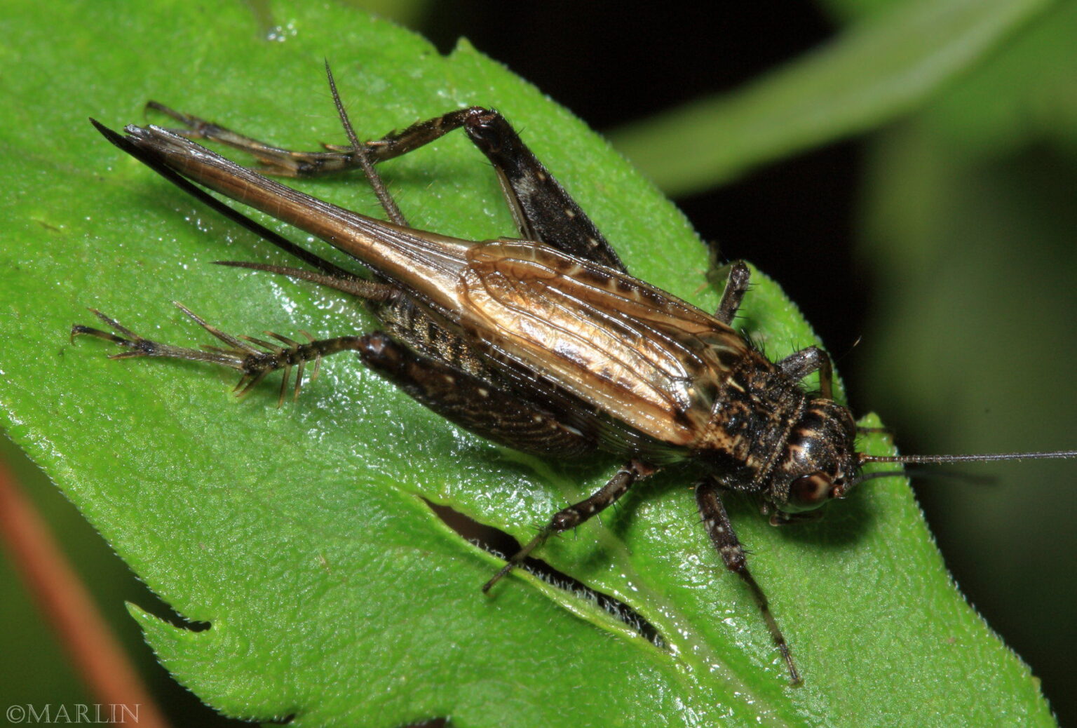 Striped Ground Cricket - North American Insects & spiders