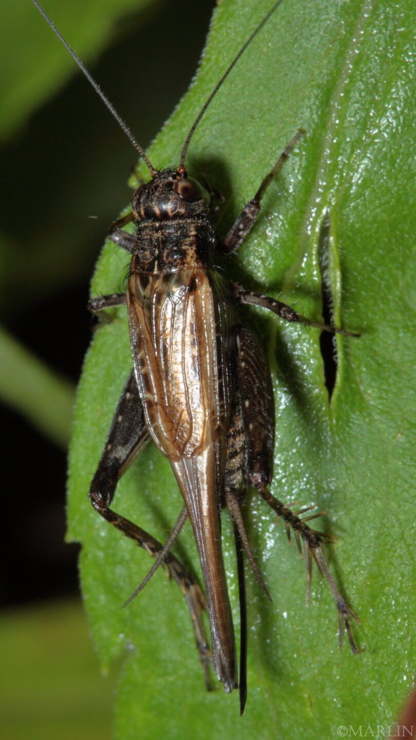 Striped Ground Cricket - North American Insects & spiders