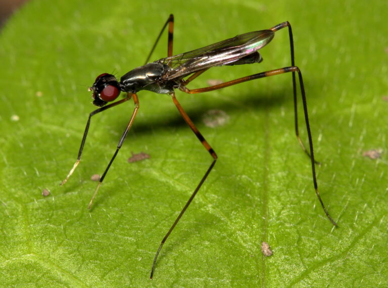 Stilt-Legged Flies - Family Micropezidae - North American Insects & spiders