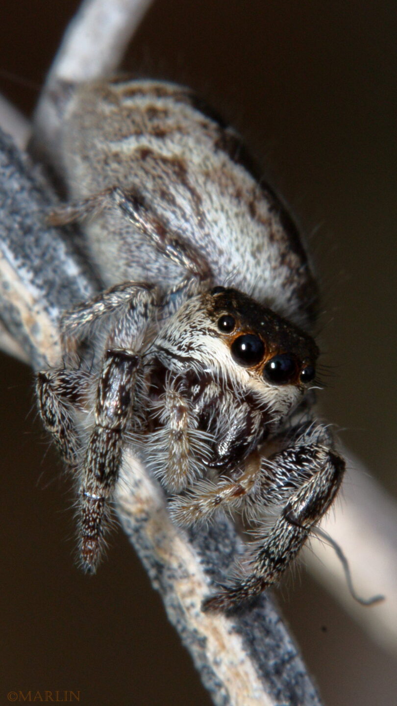 Family Salticidae - Jumping Spiders - North American Insects & spiders