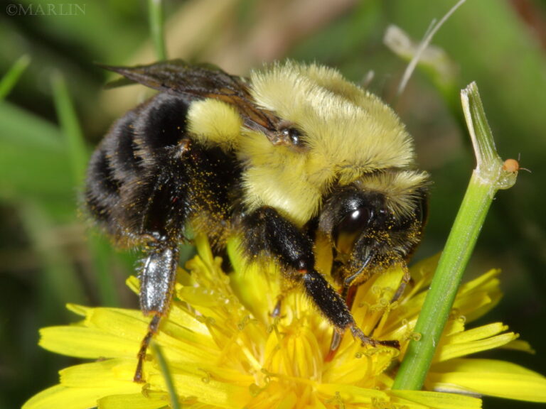 Bumble Bee Queen - Bombus impatiens - North American Insects & spiders