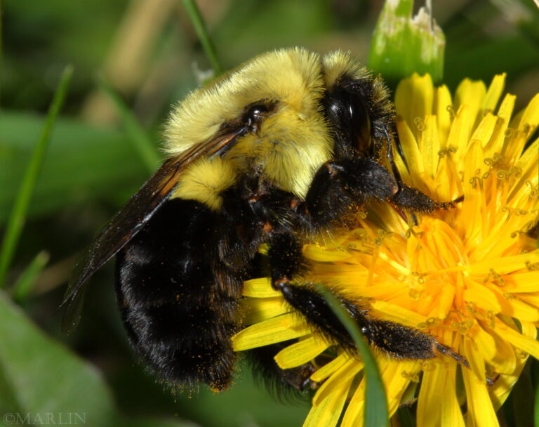 Bumble Bee Queen - Bombus impatiens - North American Insects & spiders