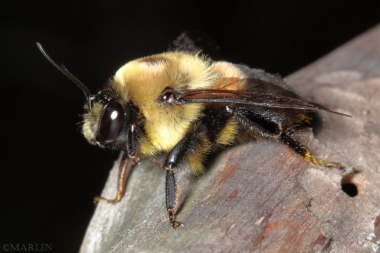 Brown-Belted Bumble Bee Male - North American Insects & spiders