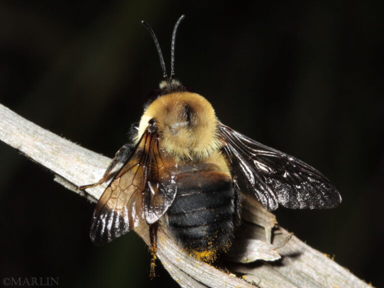 Brown-Belted Bumble Bee Male - North American Insects & spiders