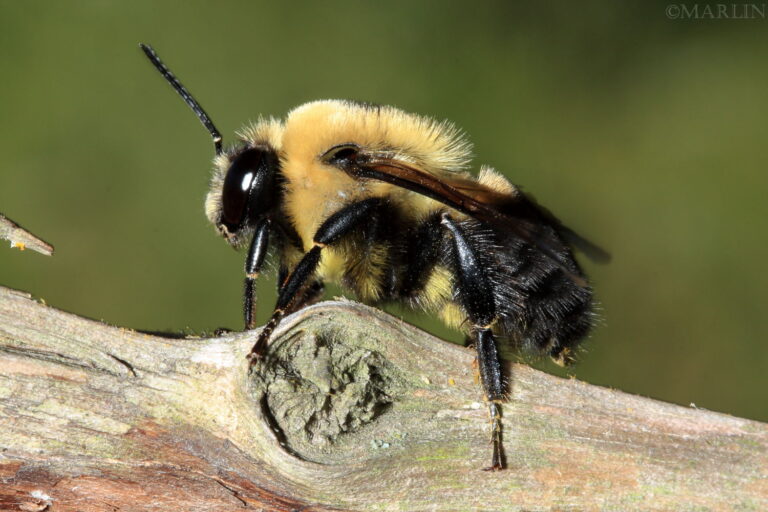 Brown-Belted Bumble Bee Male - North American Insects & Spiders