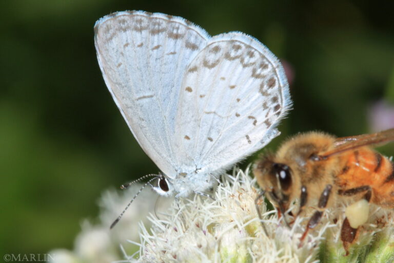 Summer Azure Butterfly - North American Insects & spiders