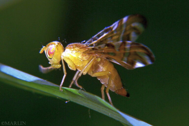 Sunflower Maggot Fly - North American Insects & spiders