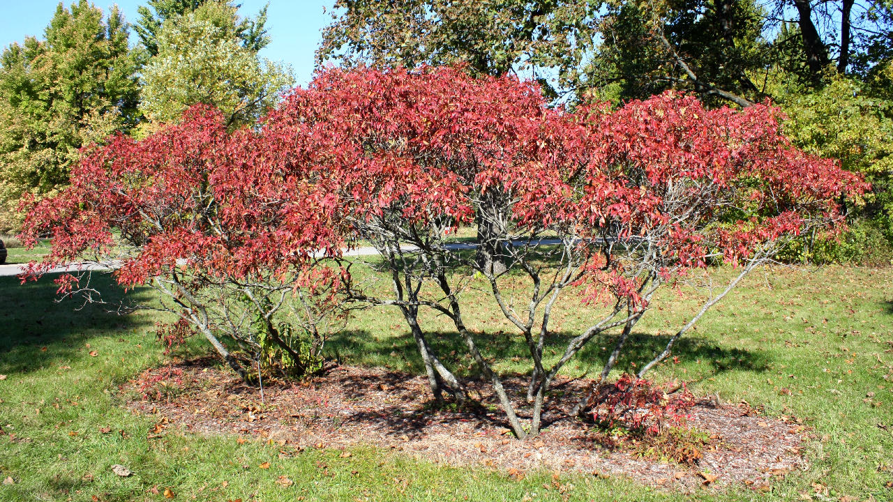 Family Anacardiaceae - Cashew and Sumac - North American Insects & spiders