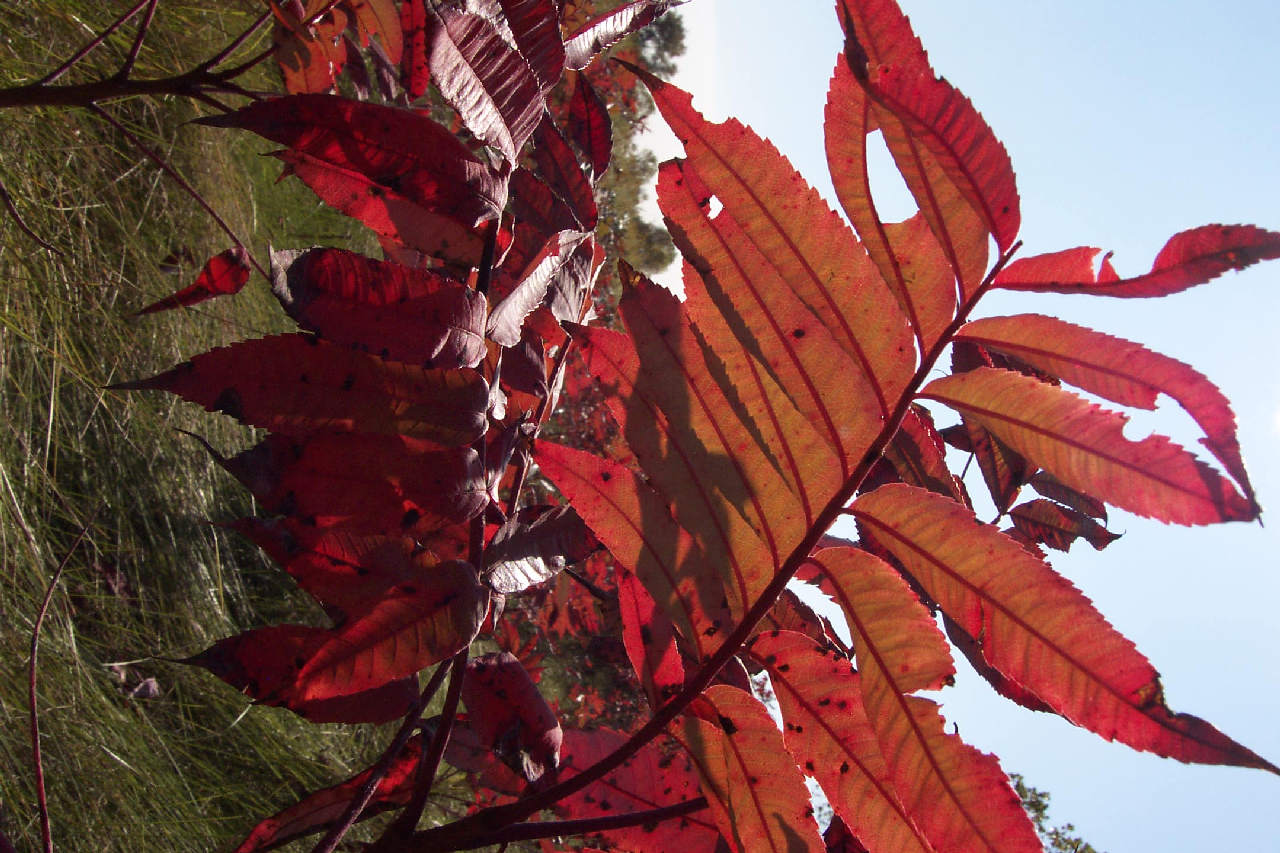 Family Anacardiaceae - Cashew and Sumac - North American Insects & spiders