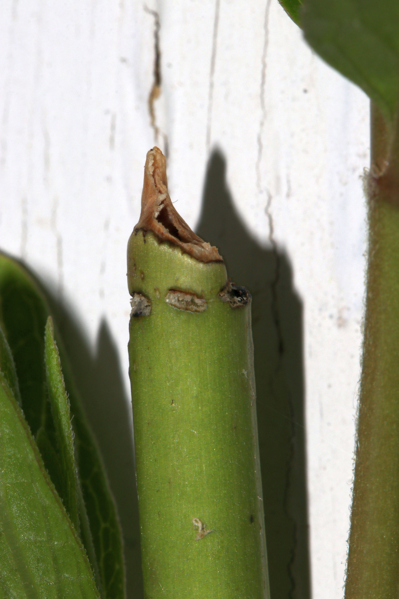 Plant Damage - North American Insects & spiders