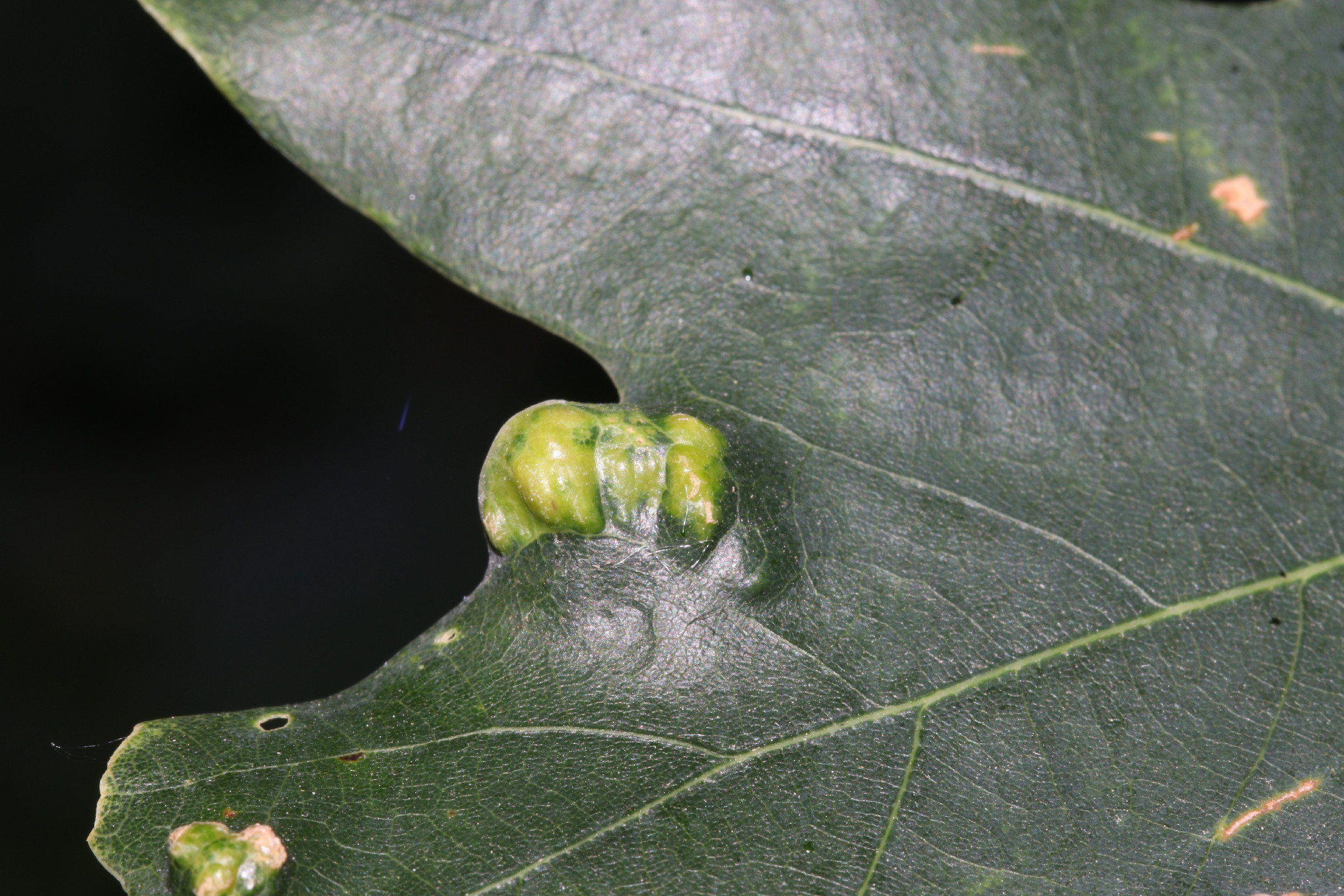 Plant Damage - North American Insects & spiders