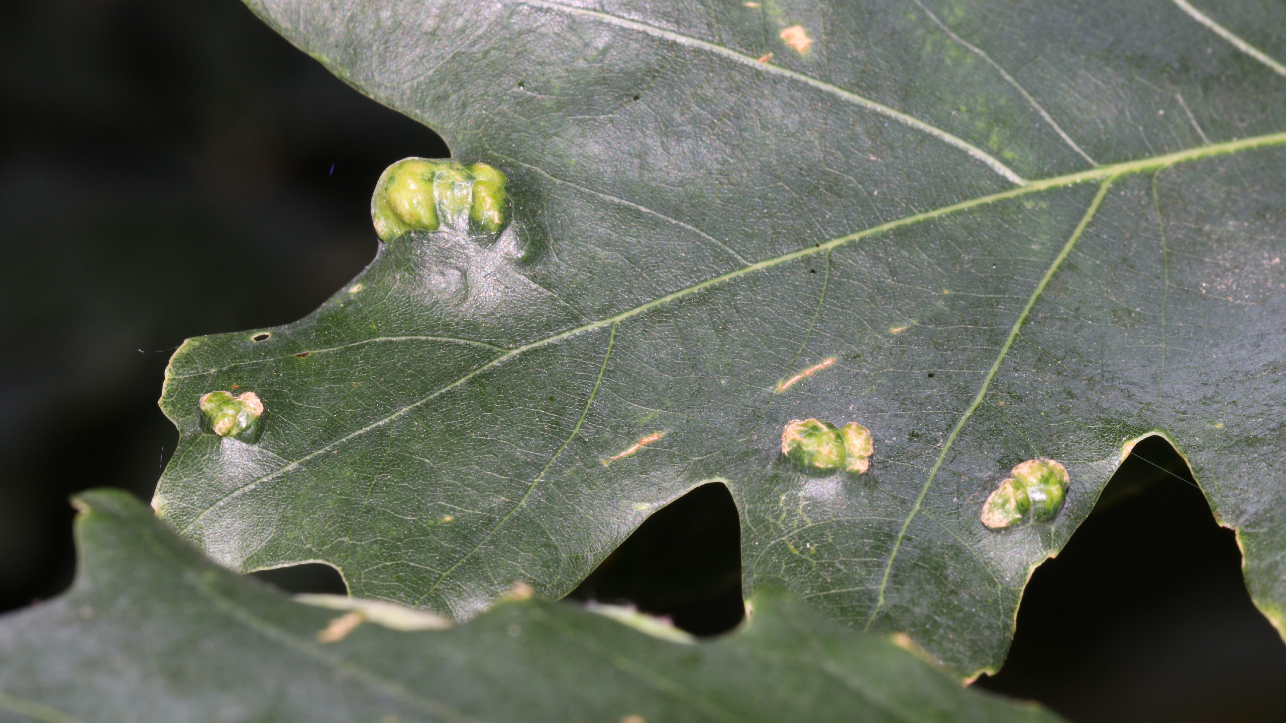 Plant Damage - North American Insects & spiders
