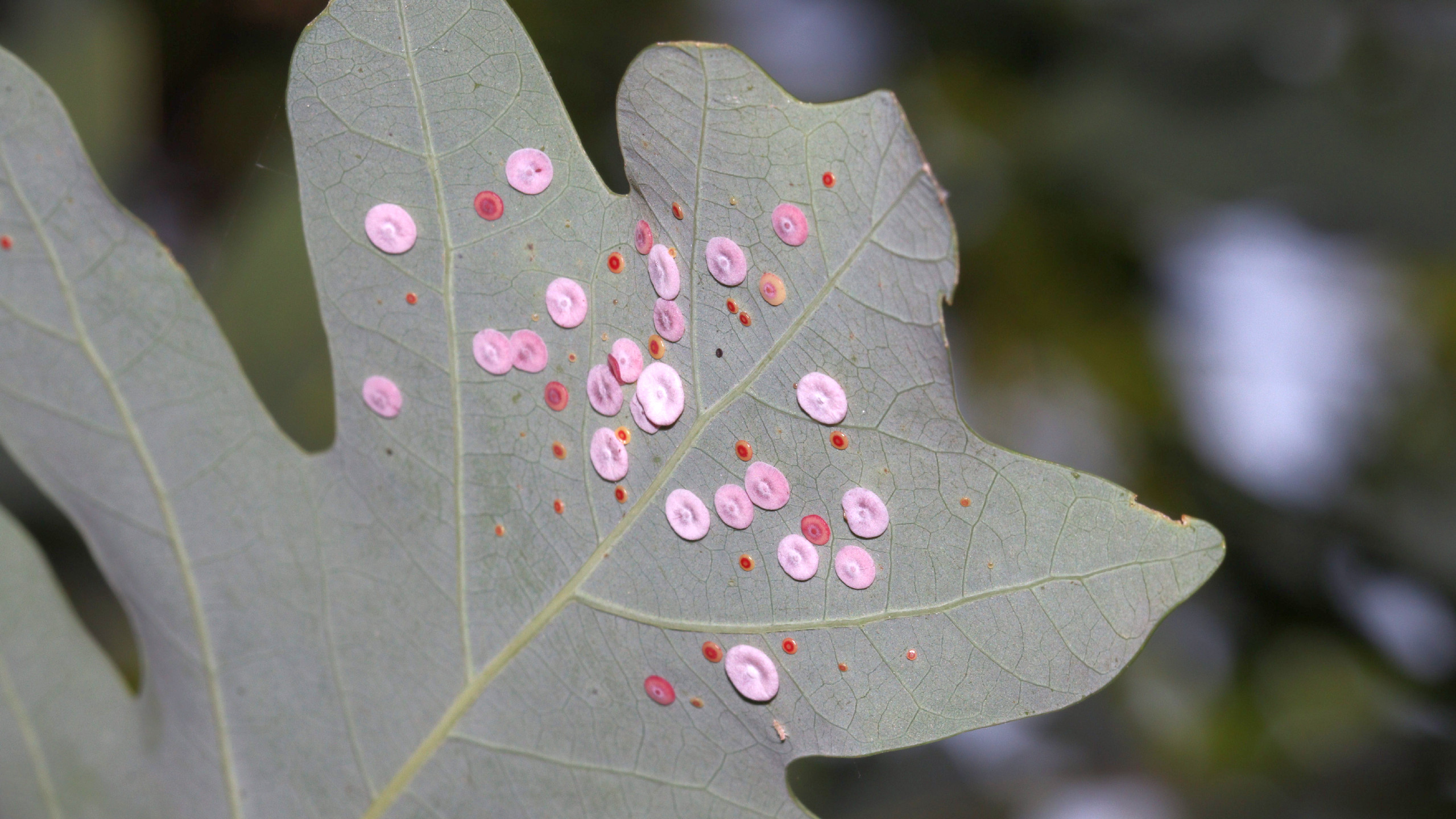 Plant Damage - North American Insects & spiders
