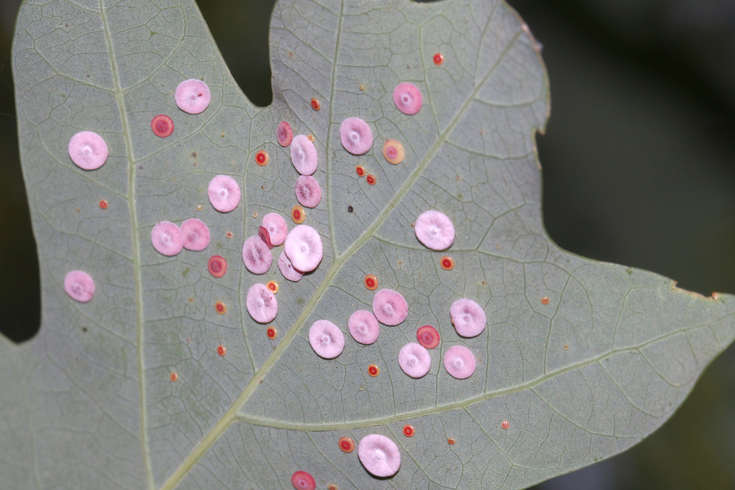 Plant Damage - North American Insects & spiders