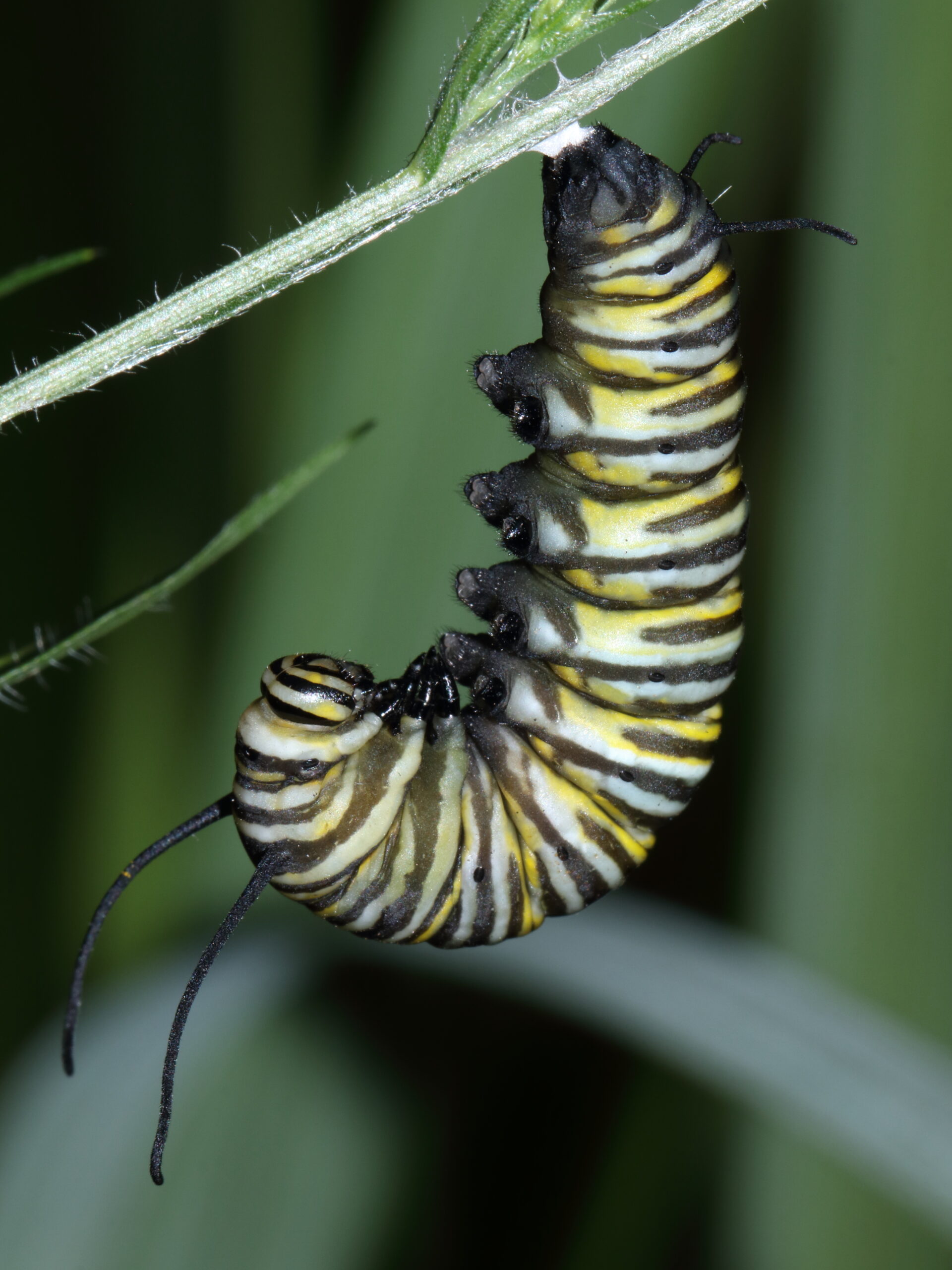 Monarch caterpillar metamorphosis
