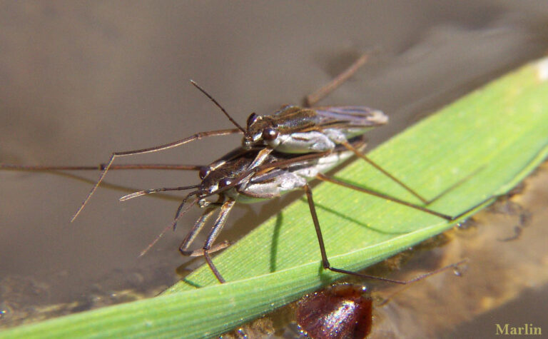 Water Strider - Gerris sp. - North American Insects & spiders