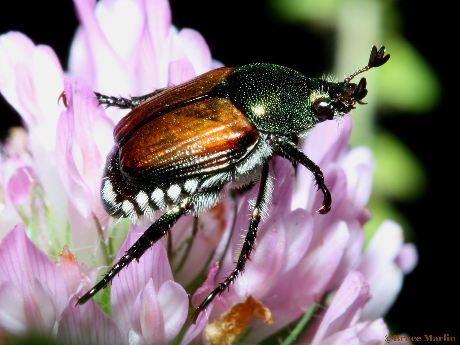 Beetles - North American Insects & spiders