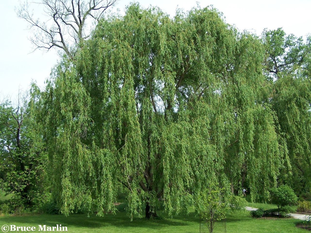 Tree Encyclopedia - North American Insects & spiders